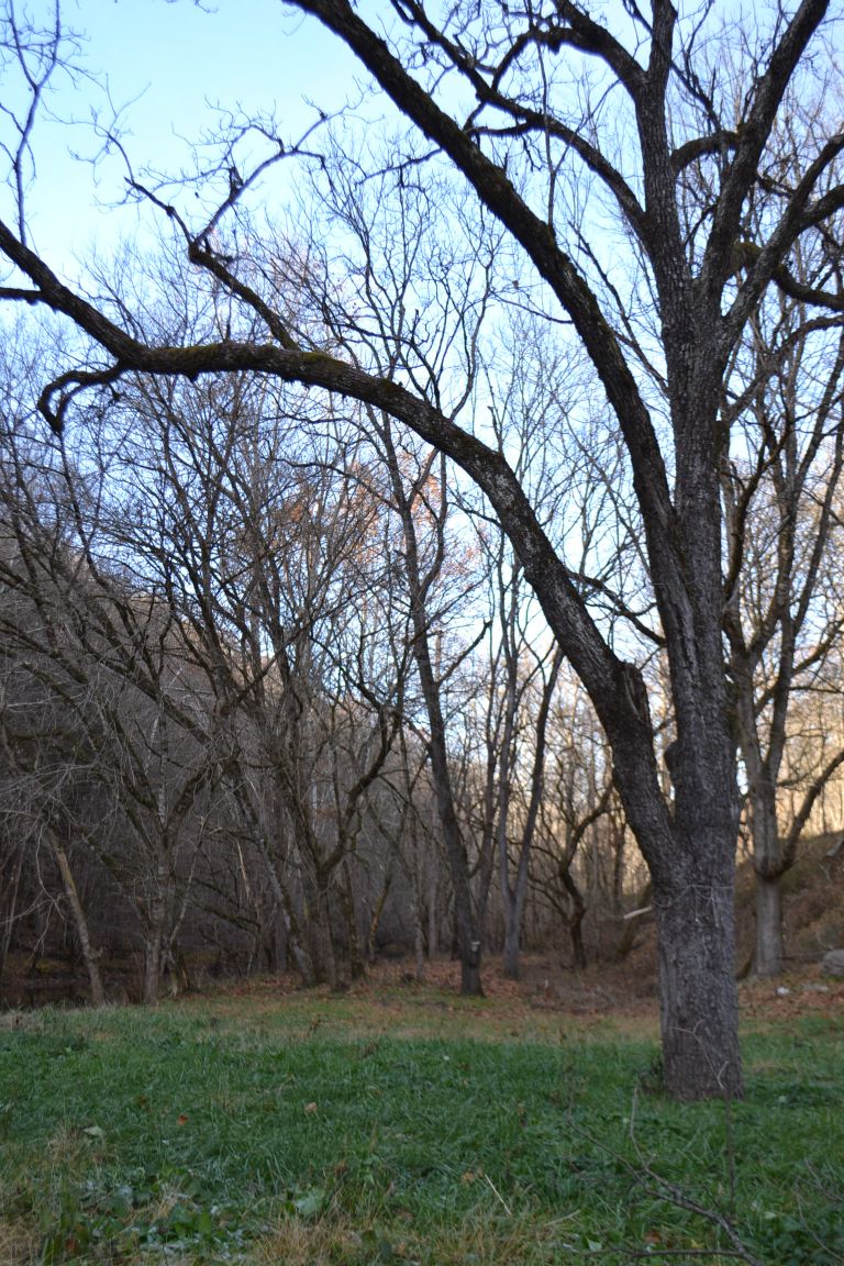 Photos | River Forge RV Park and Campground